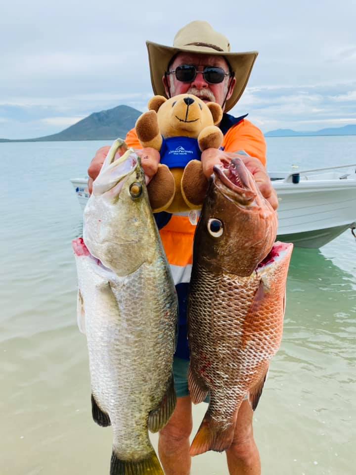 AP Bear - Alman Partners